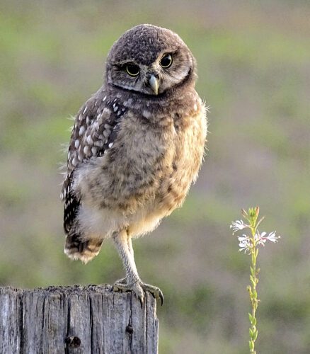 Winners named in owl photo contest - Cape Coral Breeze